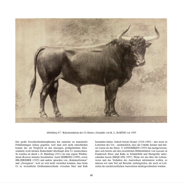 Auerochse Wiktionary | Wissenswertes über Auerochsen